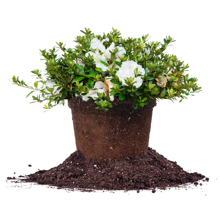 14" Plain Candle Ring - 71173-8522 – Sunny Valley Farms