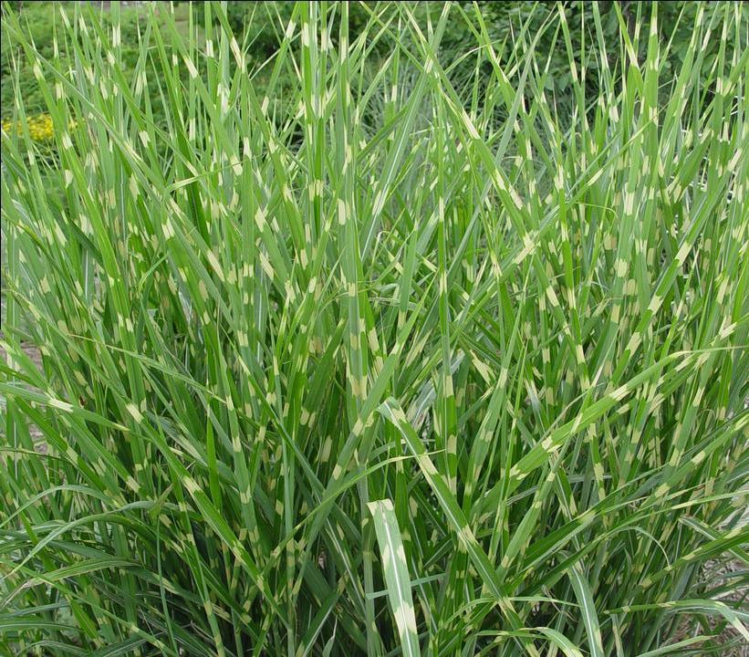 5G Miscanthus sinensis 'Strictus' Porcupine Grass 1001814 – Sunny ...